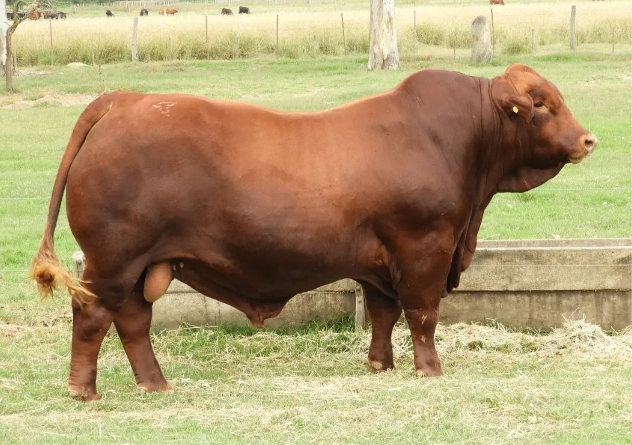 SOLUÇÃO GENÉTICA | Brangus Colorado